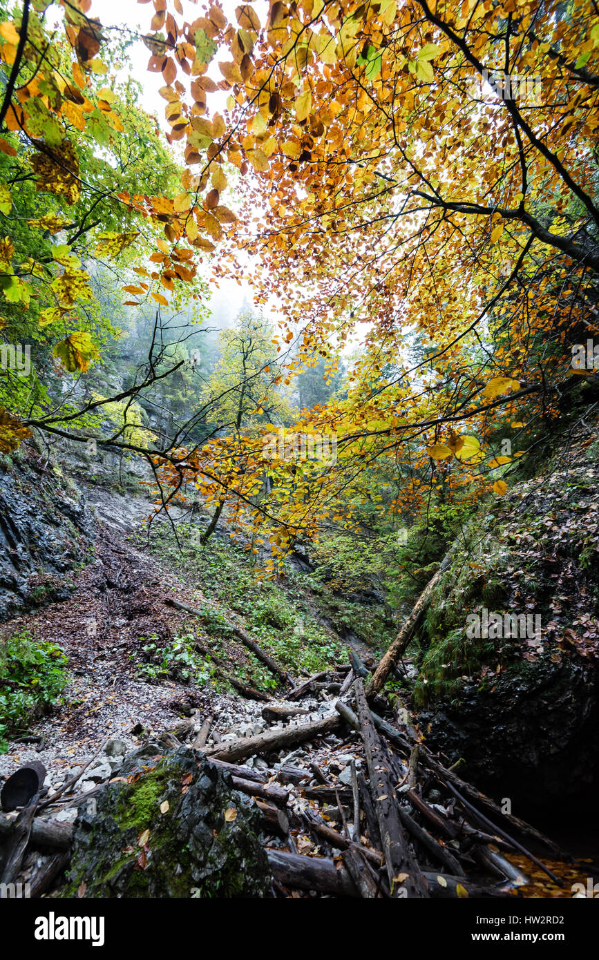 view from deep cave to the sky through trees with branches and leaves ...