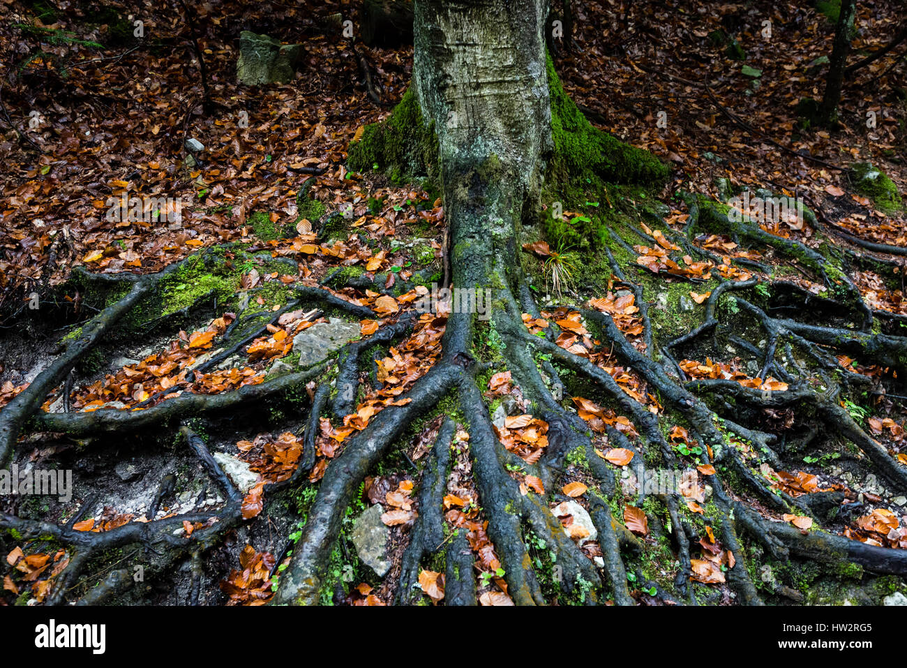 tree roots above ground with branches and leaves in autumn colors in ...