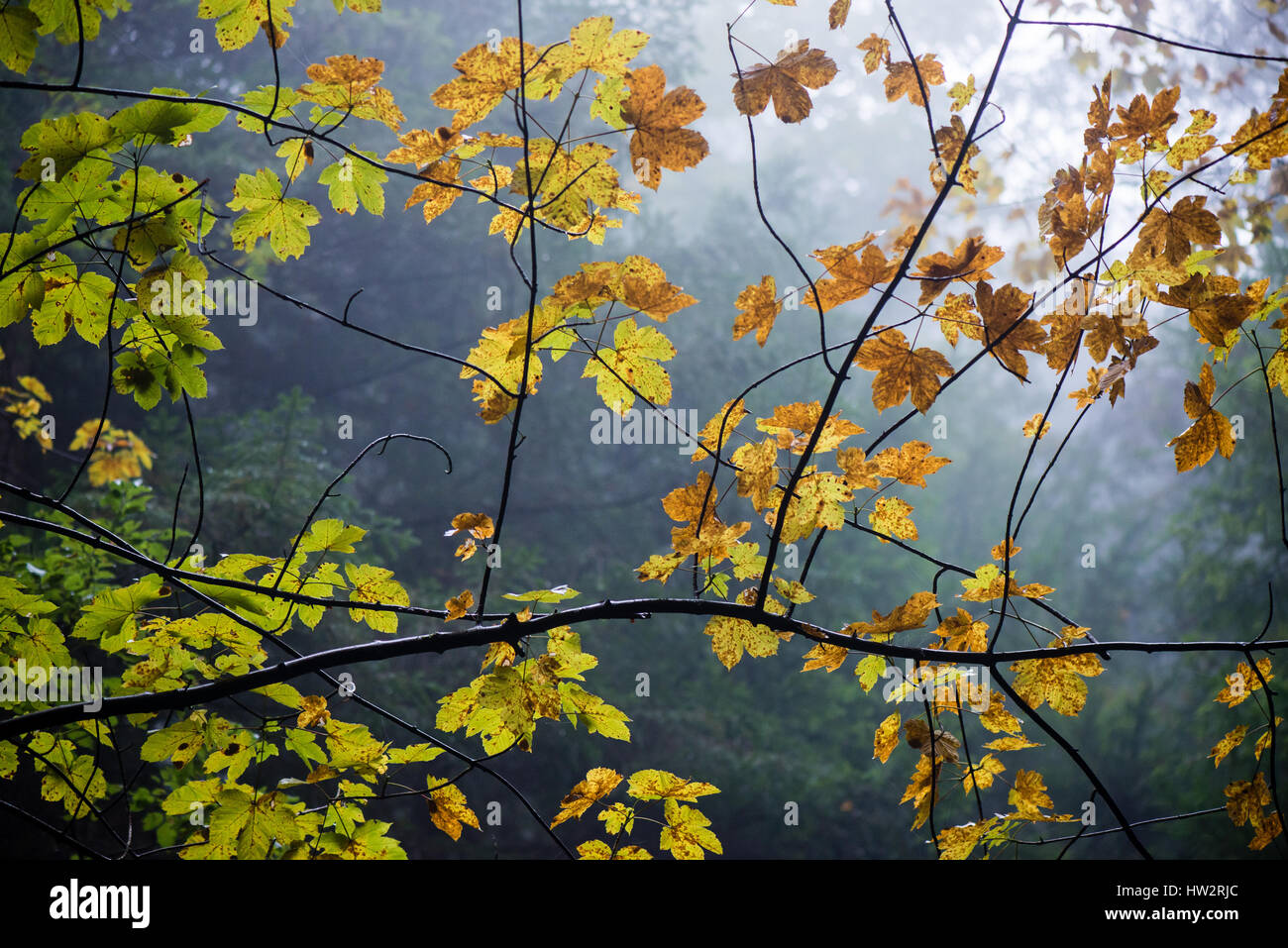 colorful autumn trees in heavy mist in wet forest after rain. scenic ...