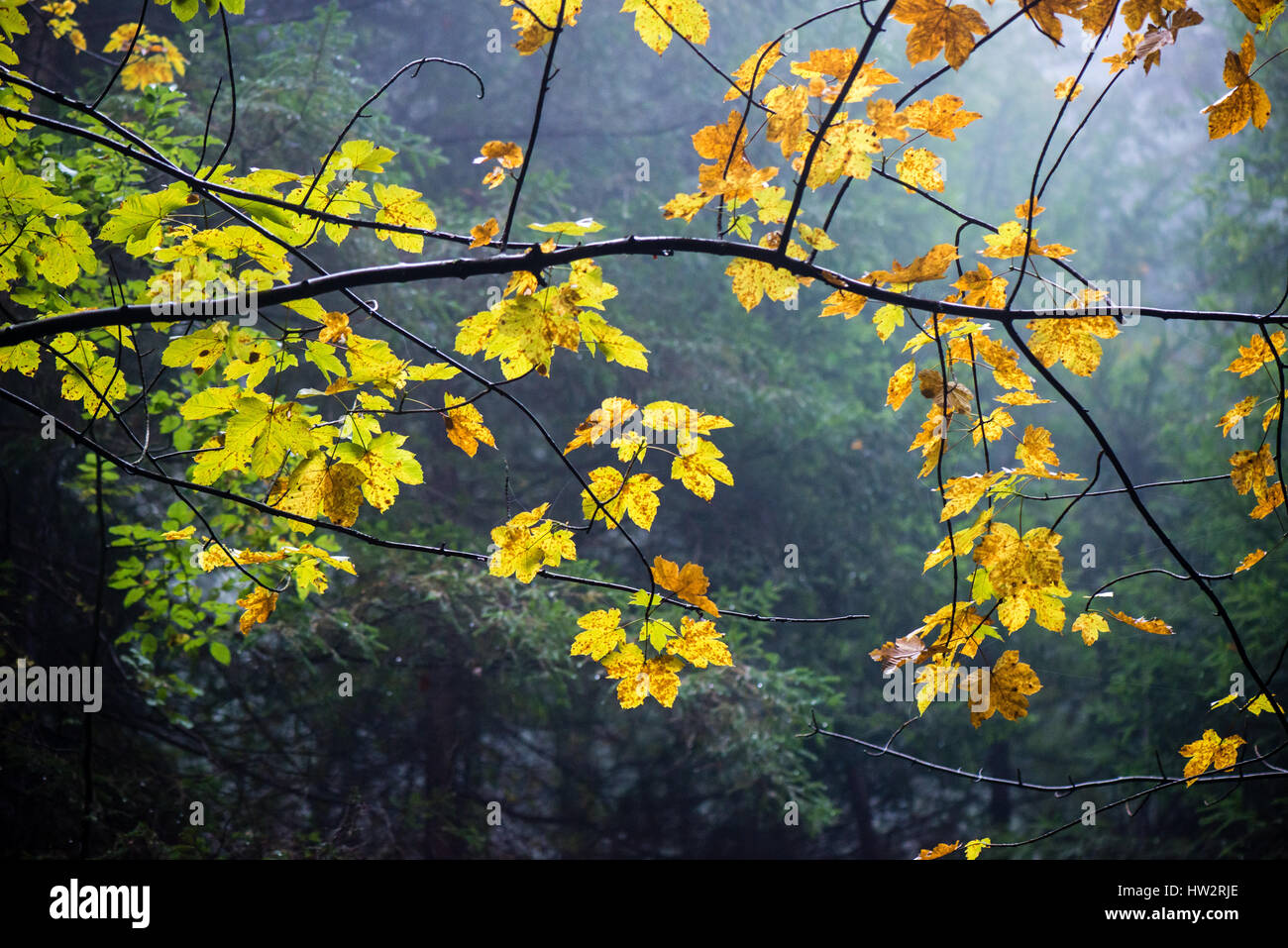 colorful autumn trees in heavy mist in wet forest after rain. scenic ...