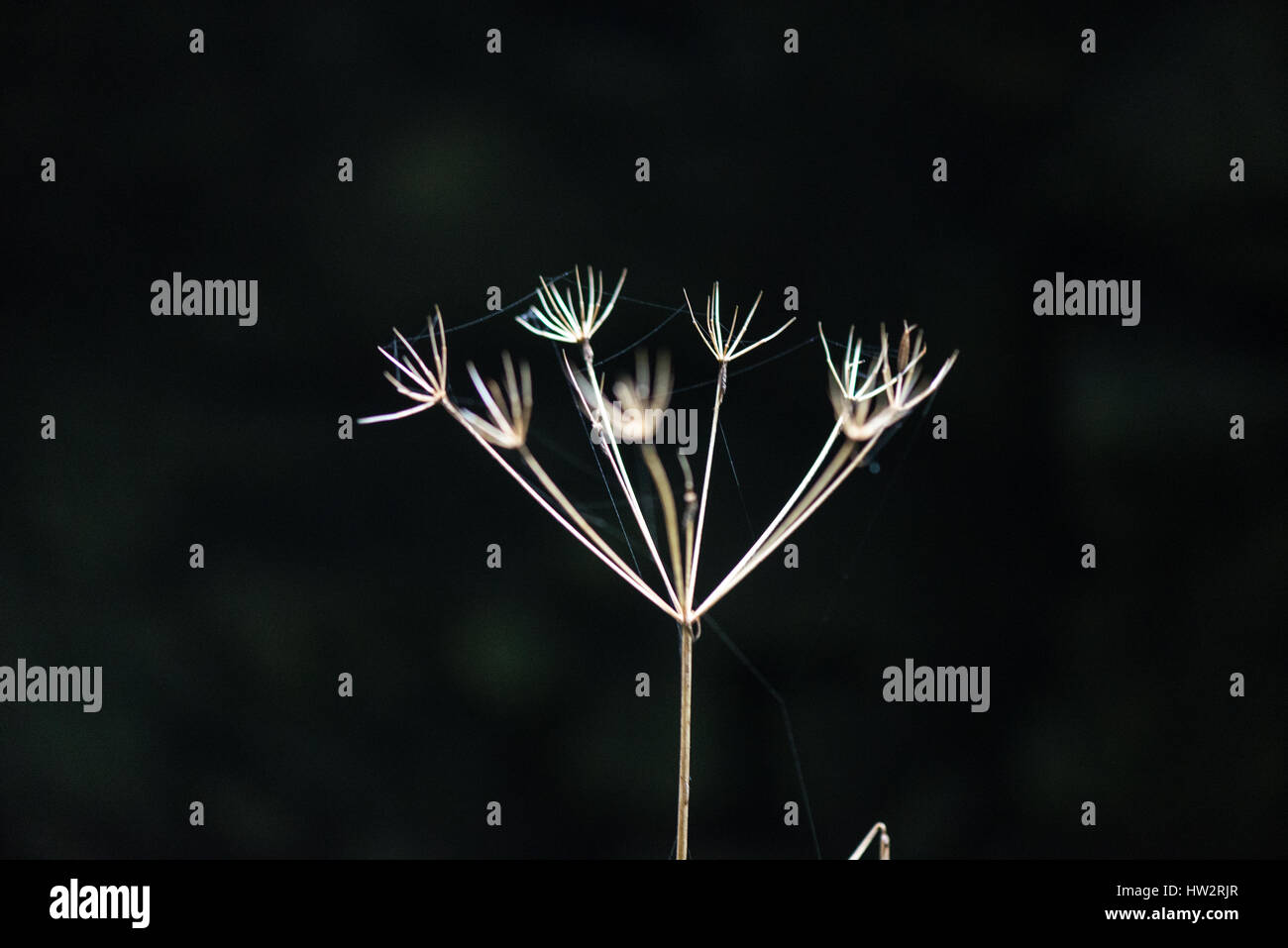 random tree branches in summer on blur background Stock Photo - Alamy