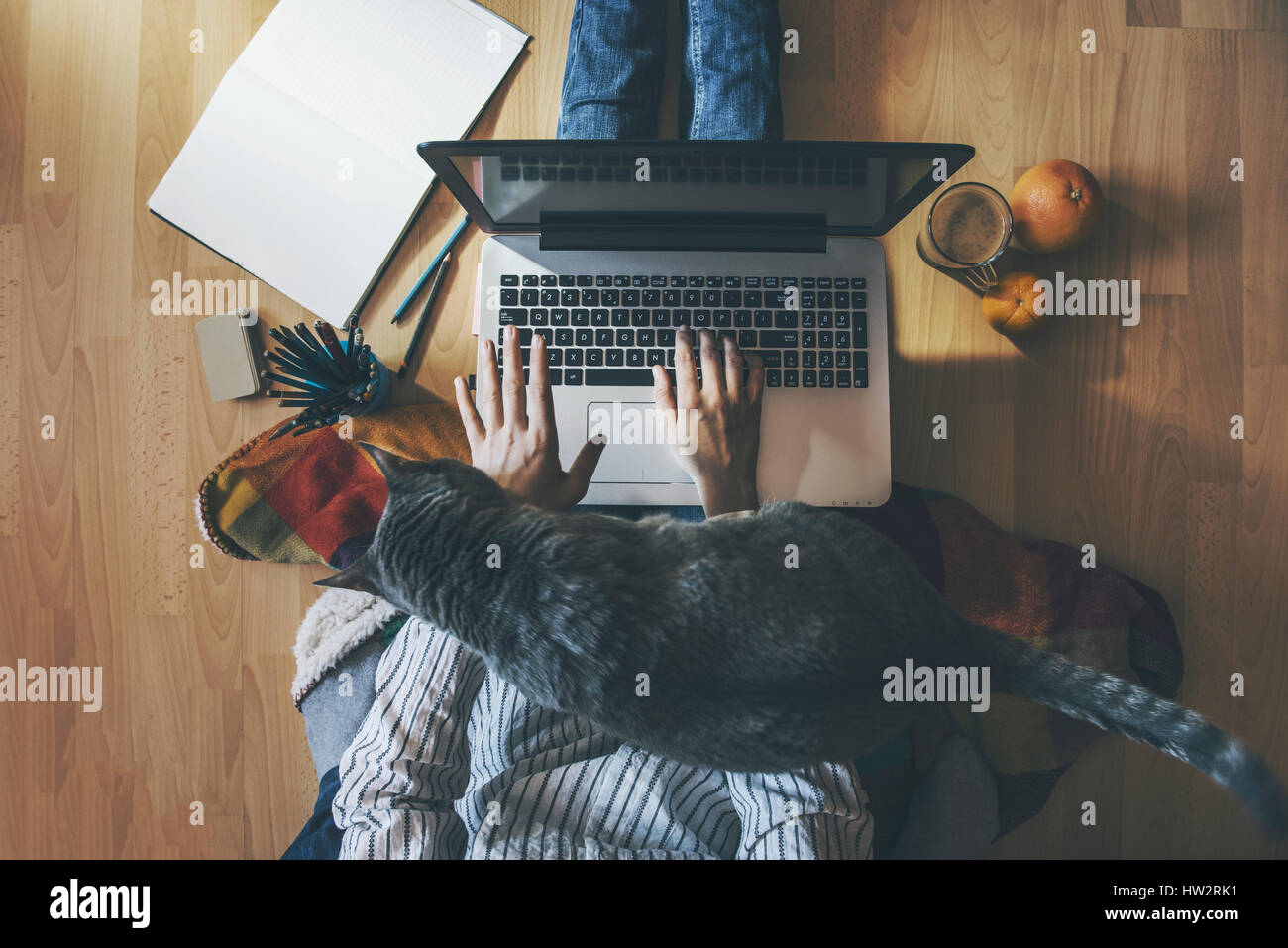 Cat working from home hi-res stock photography and images - Alamy