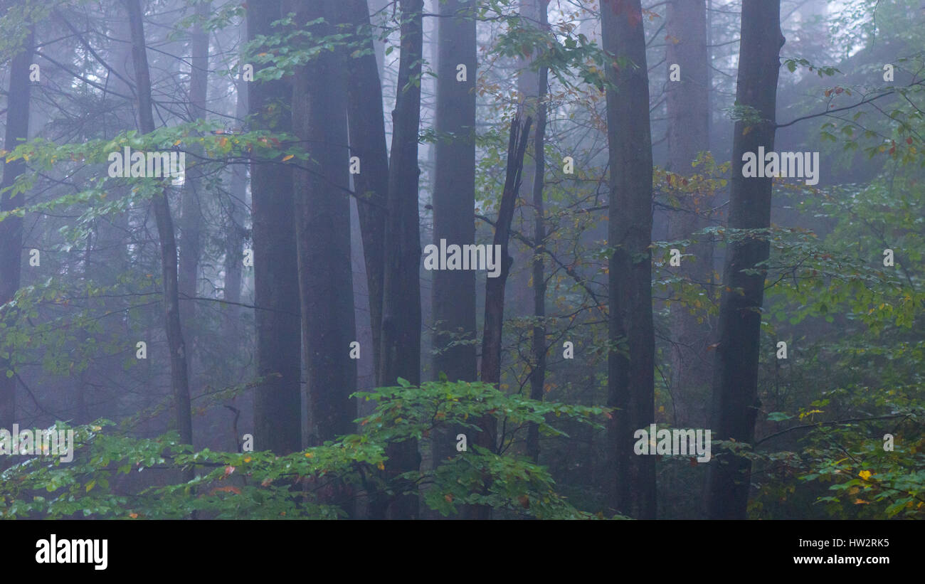 colorful autumn trees in heavy mist in wet forest after rain. scenic ...