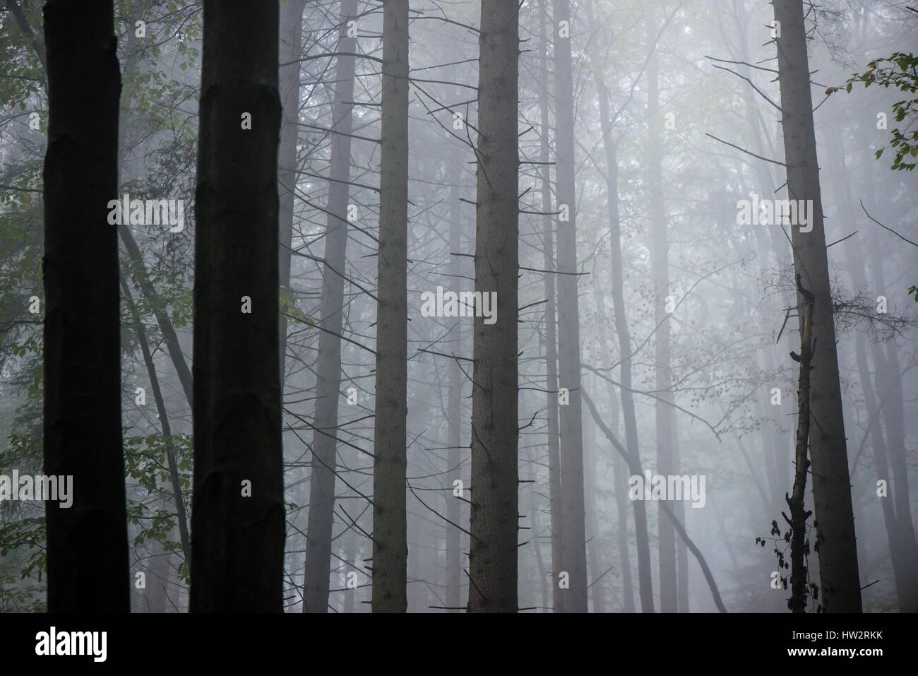 colorful autumn trees in heavy mist in wet forest after rain. scenic ...