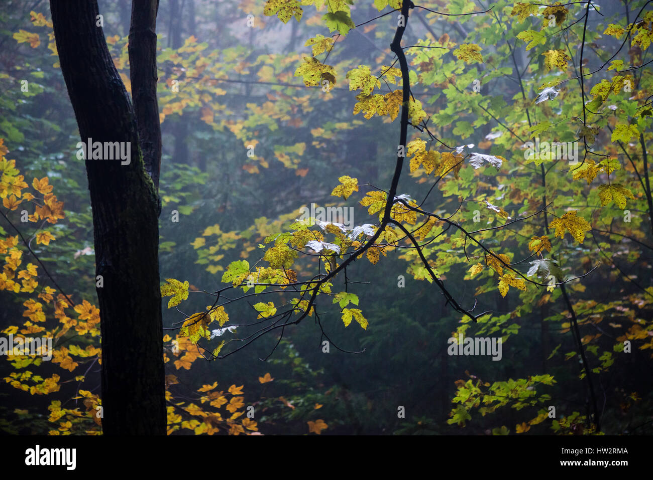 colorful autumn trees in heavy mist in wet forest after rain. scenic ...