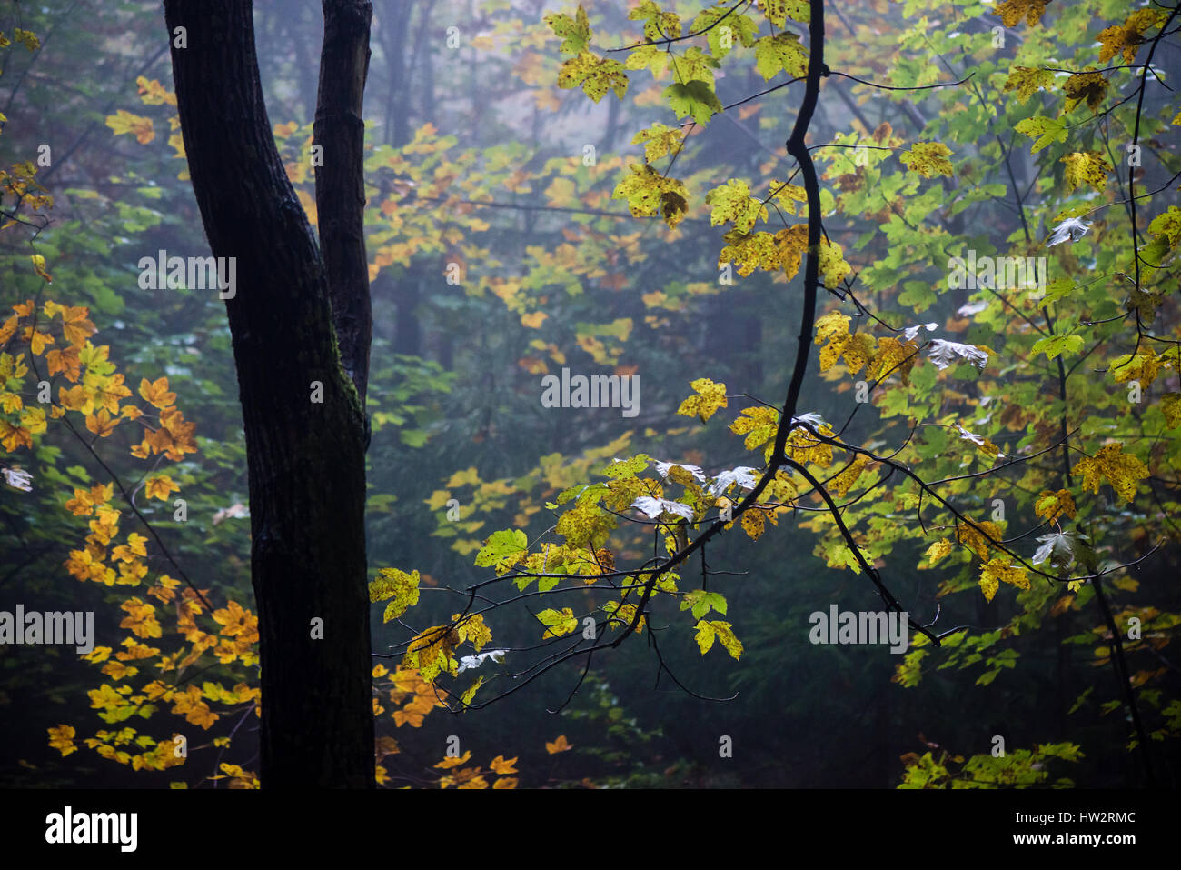 colorful autumn trees in heavy mist in wet forest after rain. scenic ...
