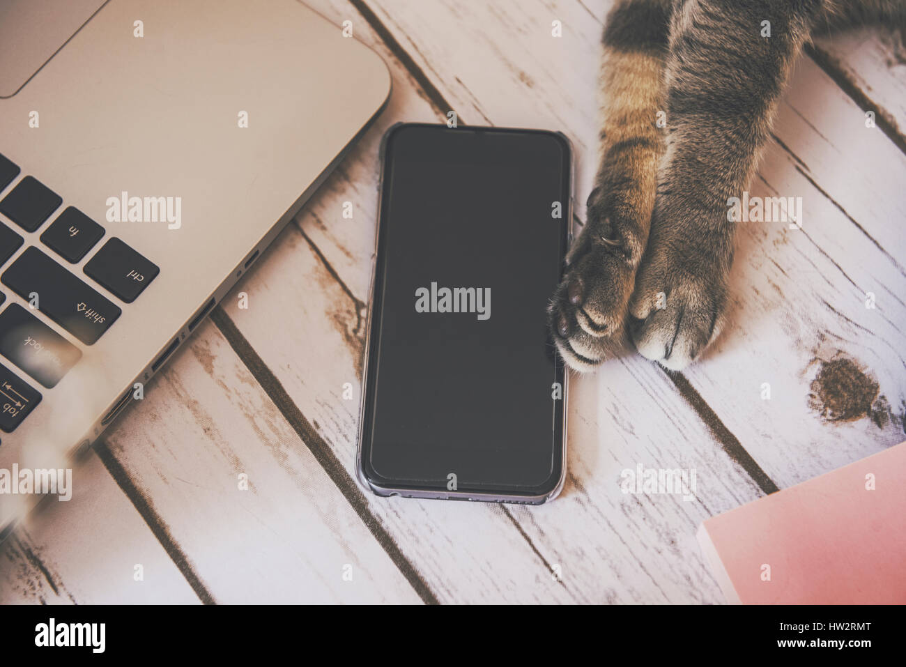 Cat holding mobile phone hi-res stock photography and images - Alamy