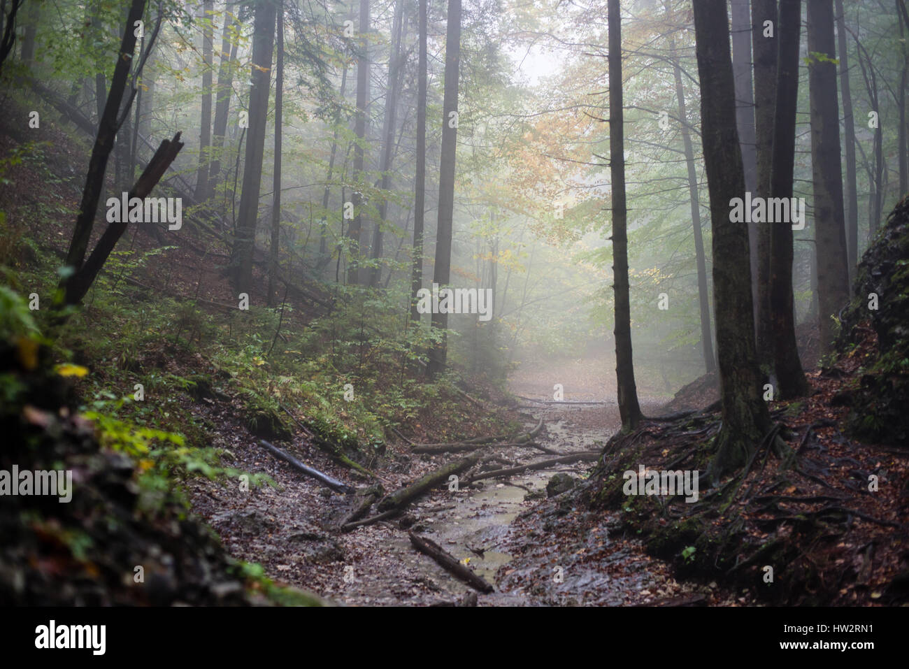 colorful autumn trees in heavy mist in wet forest after rain. scenic ...