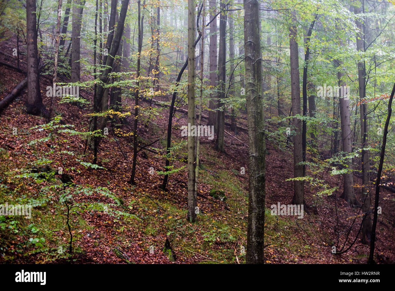 colorful autumn trees in heavy mist in wet forest after rain. scenic ...