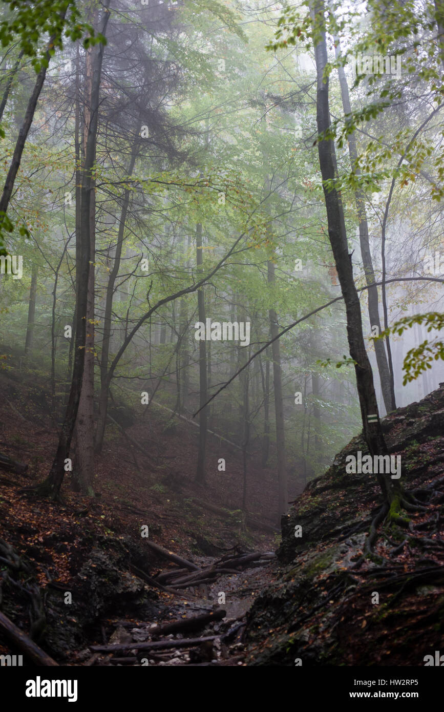 colorful autumn trees in heavy mist in wet forest after rain. scenic ...