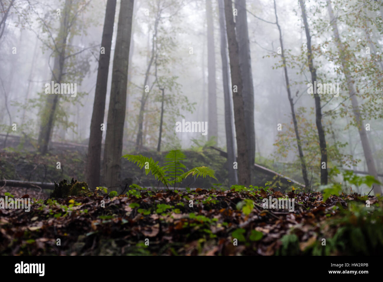colorful autumn trees in heavy mist in wet forest after rain. scenic ...