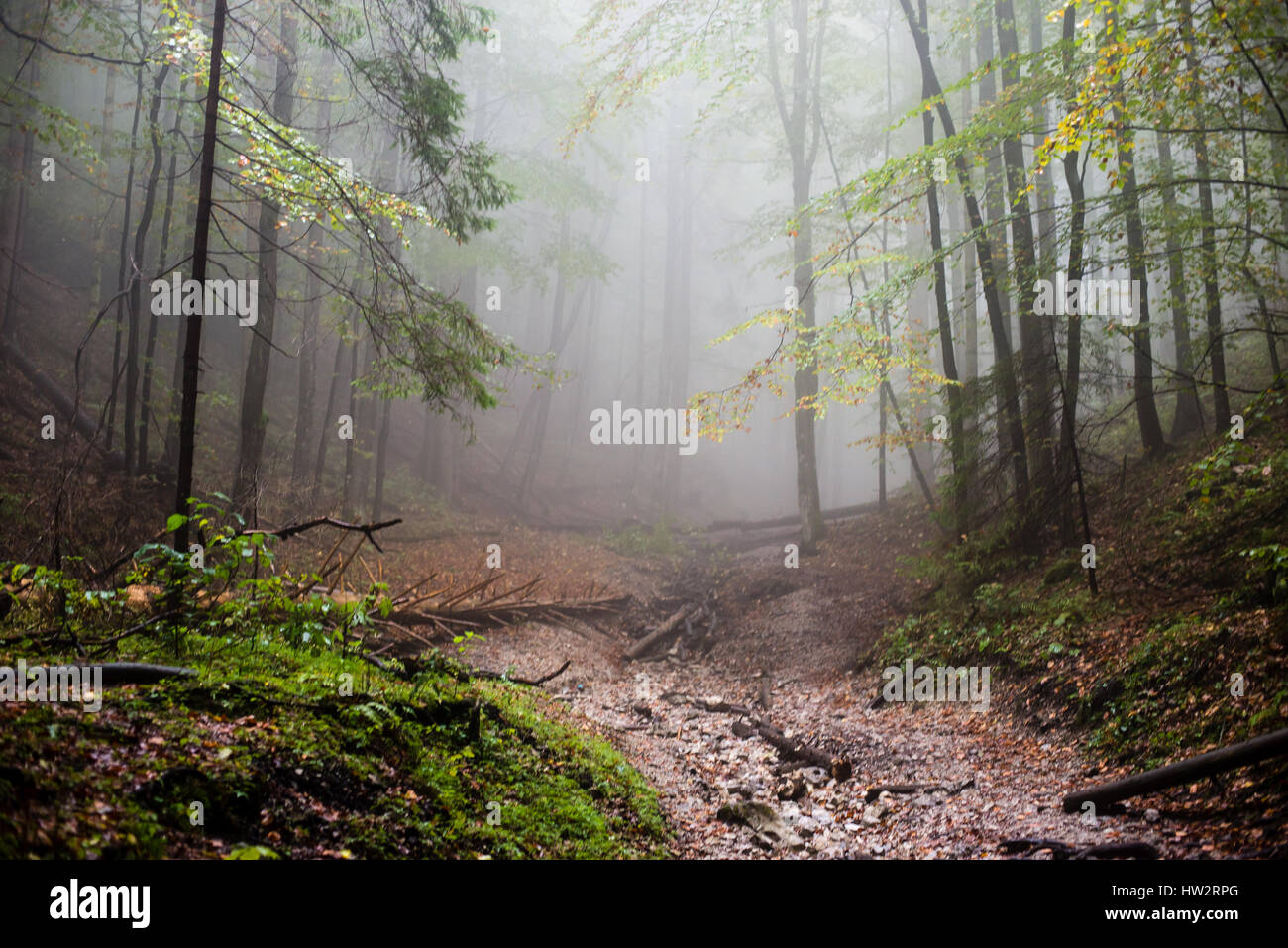 colorful autumn trees in heavy mist in wet forest after rain. scenic ...