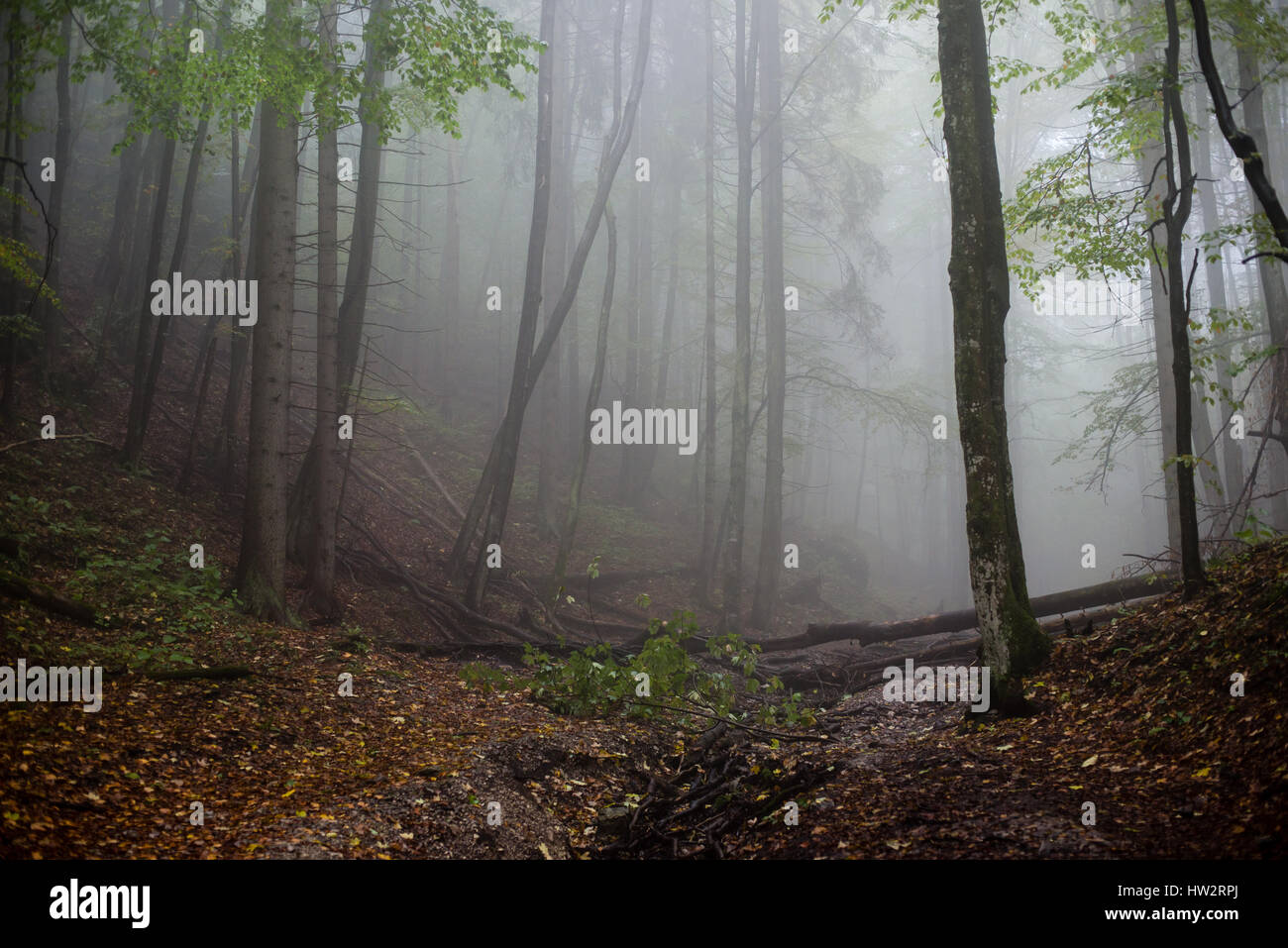 colorful autumn trees in heavy mist in wet forest after rain. scenic ...