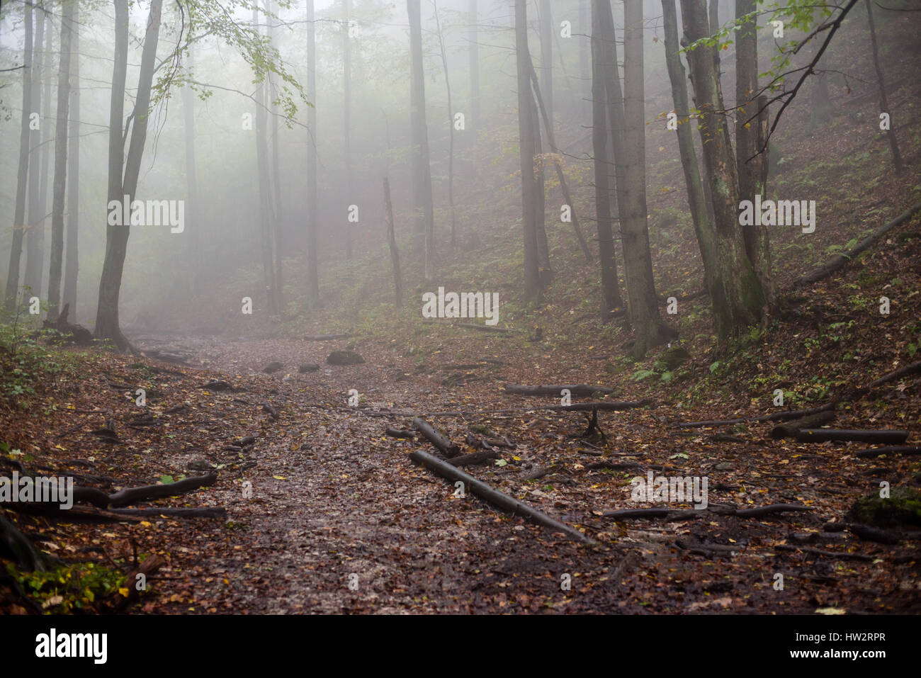 colorful autumn trees in heavy mist in wet forest after rain. scenic ...