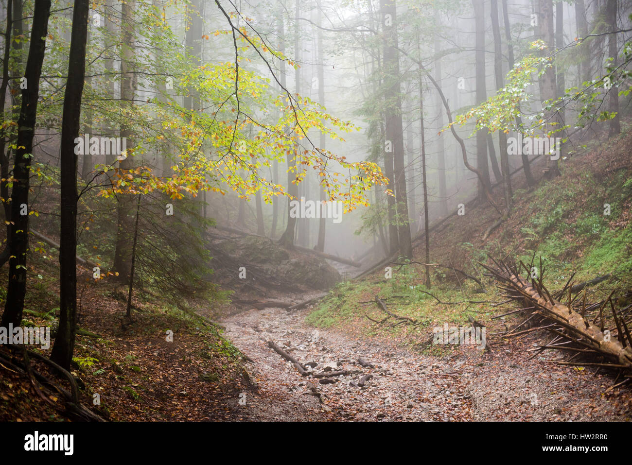 colorful autumn trees in heavy mist in wet forest after rain. scenic ...