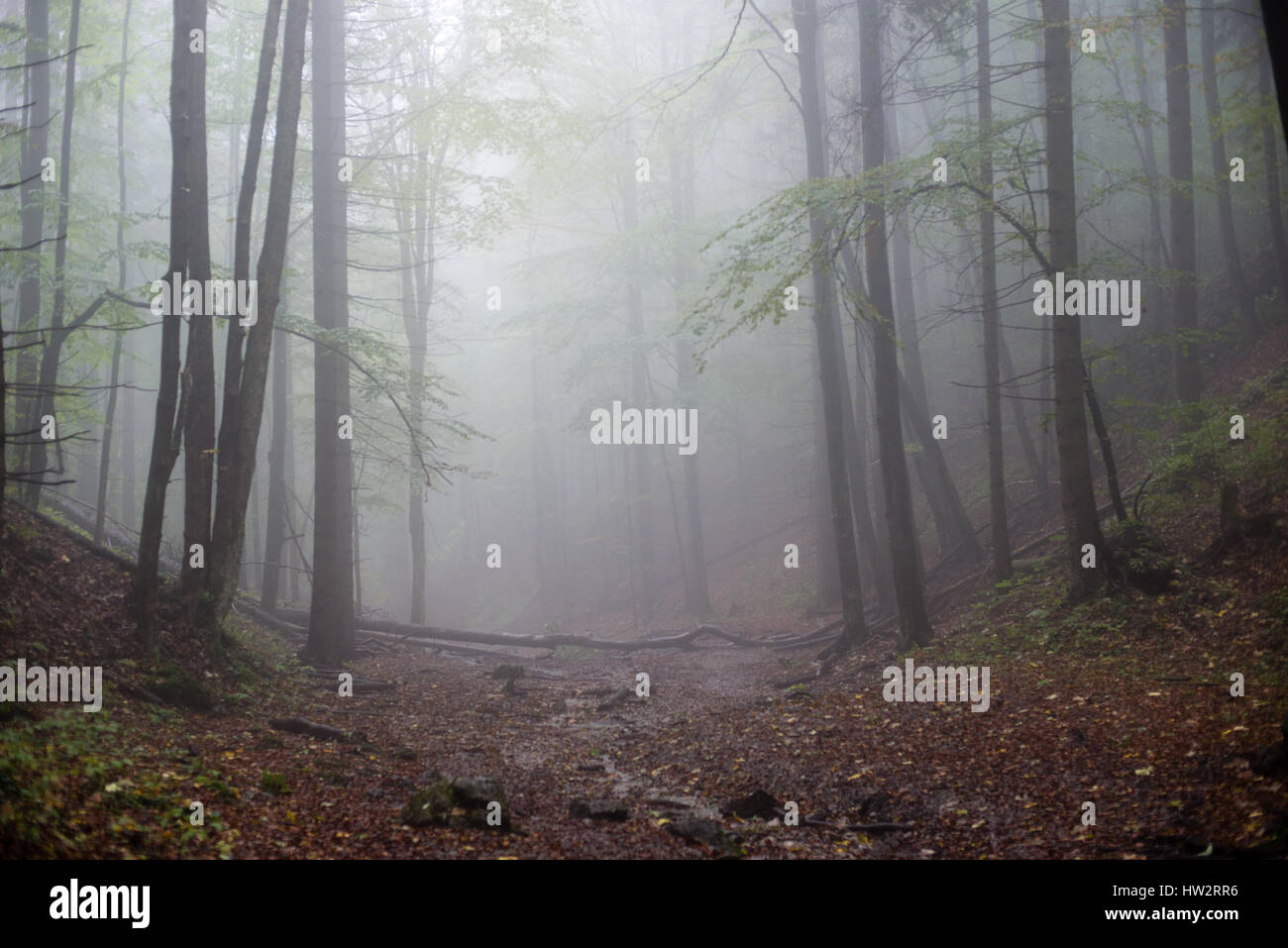 colorful autumn trees in heavy mist in wet forest after rain. scenic ...