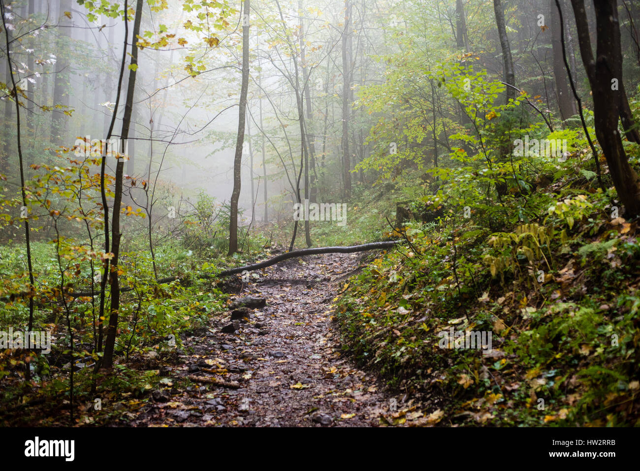 colorful autumn trees in heavy mist in wet forest after rain. scenic ...