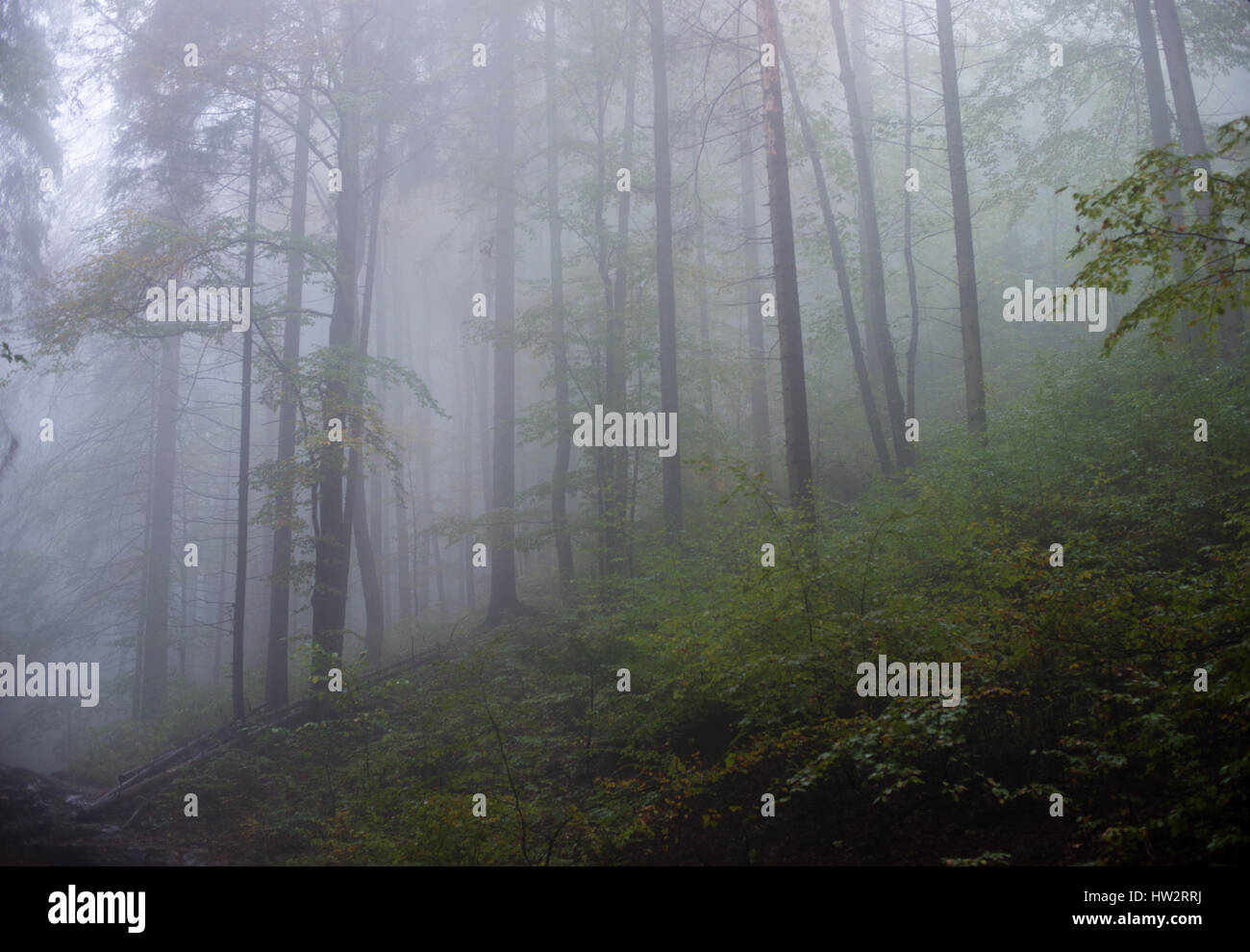colorful autumn trees in heavy mist in wet forest after rain. scenic ...