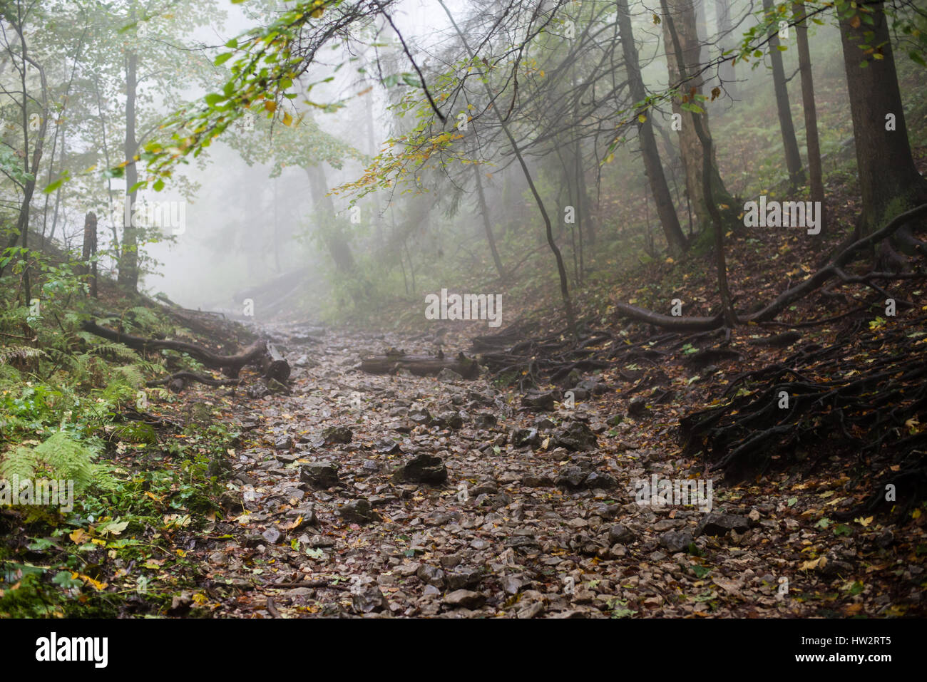colorful autumn trees in heavy mist in wet forest after rain. scenic ...