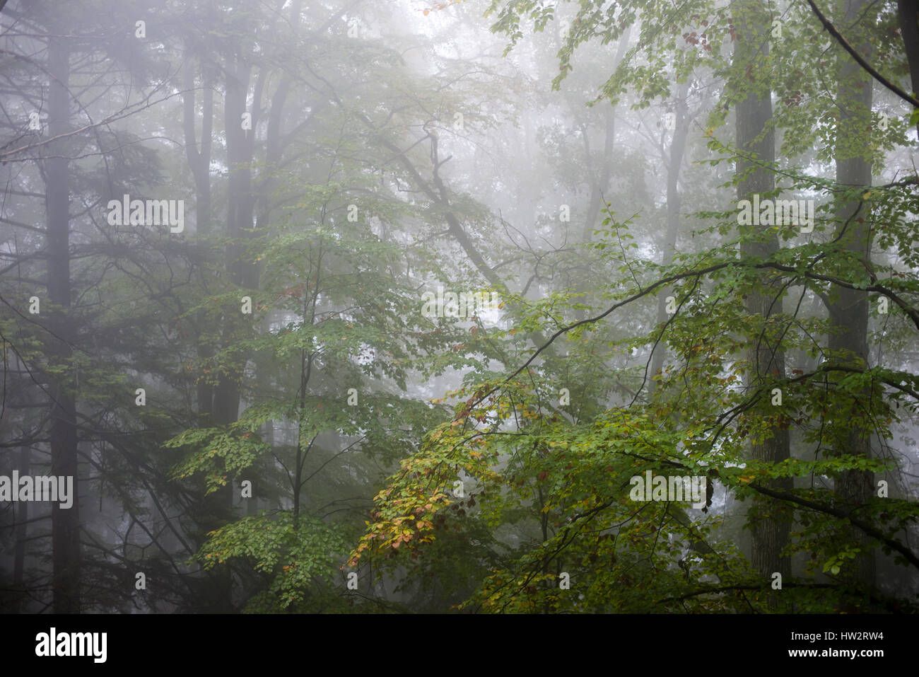 colorful autumn trees in heavy mist in wet forest after rain. scenic ...