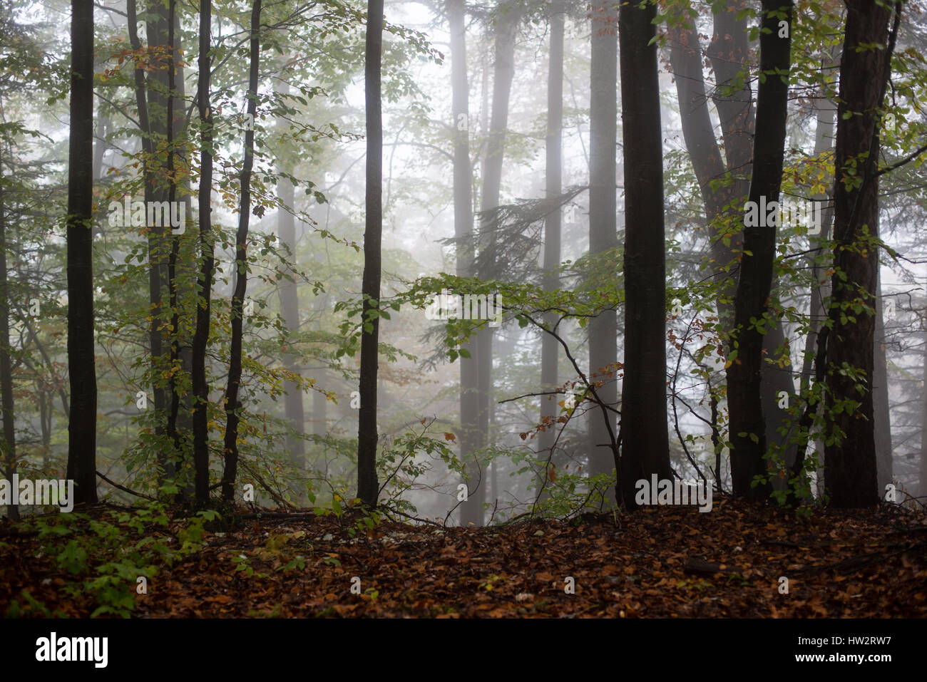colorful autumn trees in heavy mist in wet forest after rain. scenic ...