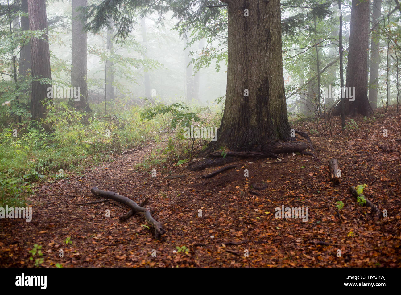 colorful autumn trees in heavy mist in wet forest after rain. scenic ...