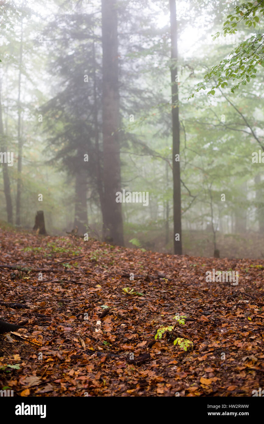 colorful autumn trees in heavy mist in wet forest after rain. scenic ...