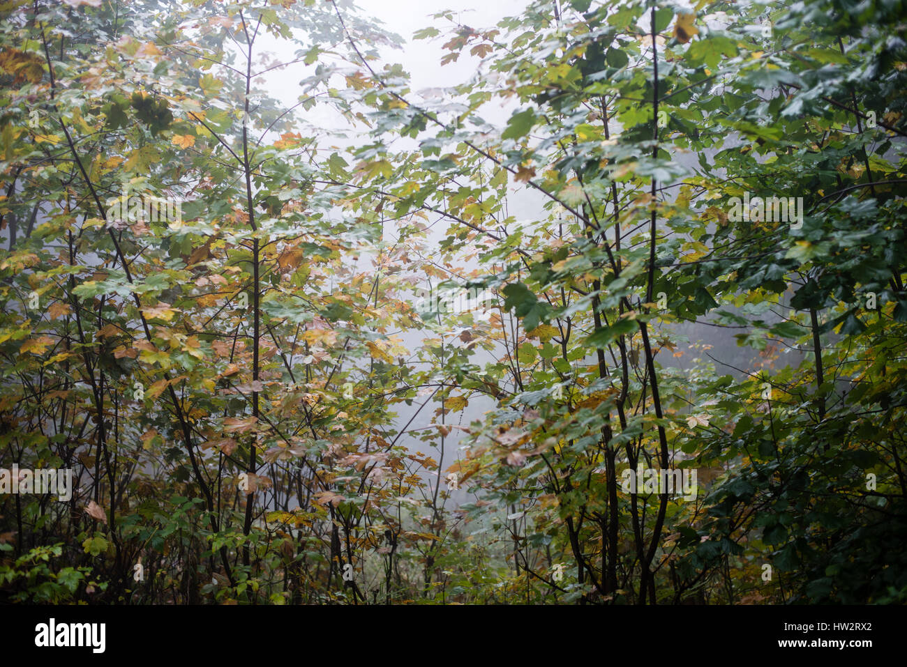 colorful autumn trees in heavy mist in wet forest after rain. scenic ...