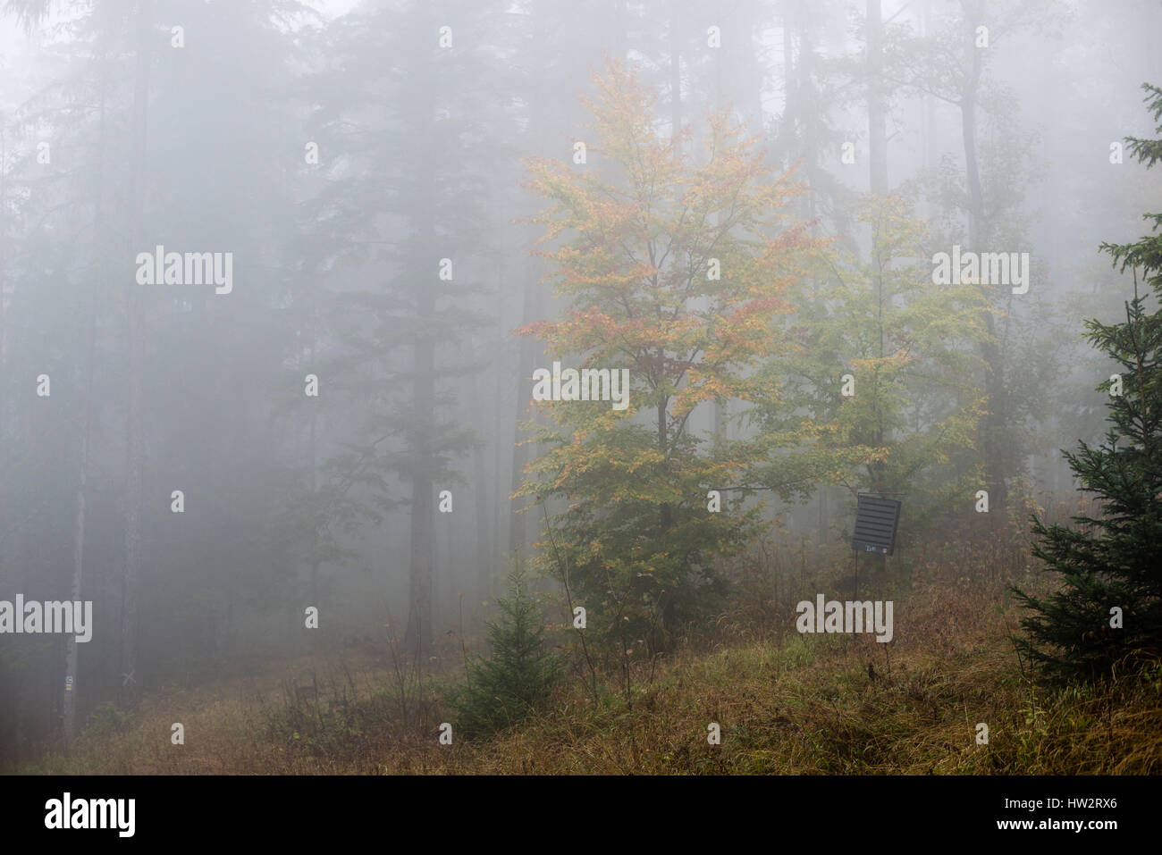 colorful autumn trees in heavy mist in wet forest after rain. scenic ...
