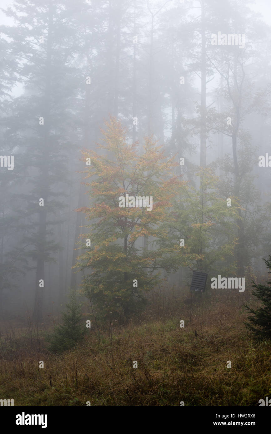 colorful autumn trees in heavy mist in wet forest after rain. scenic ...