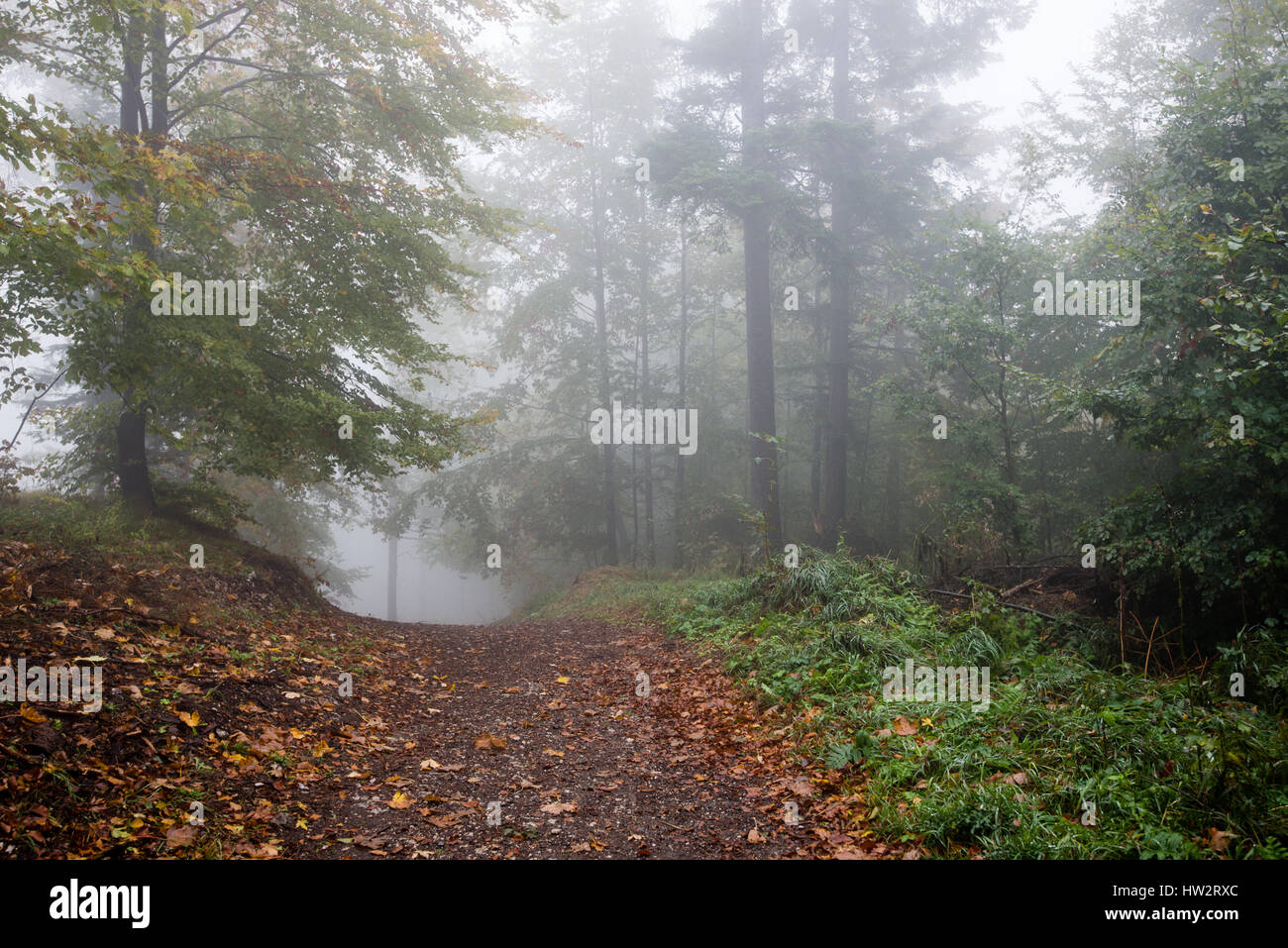 colorful autumn trees in heavy mist in wet forest after rain. scenic ...
