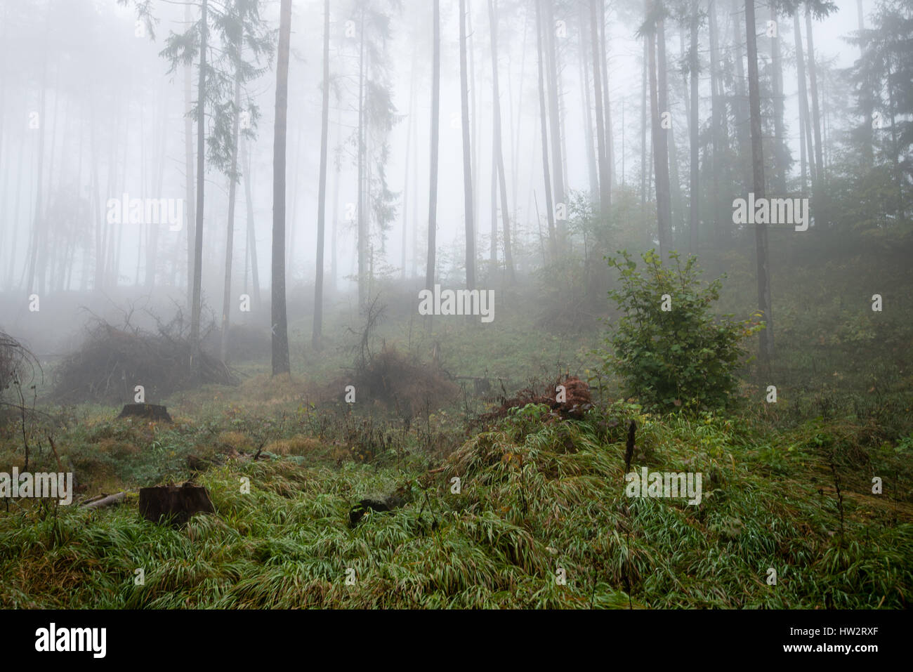 colorful autumn trees in heavy mist in wet forest after rain. scenic ...