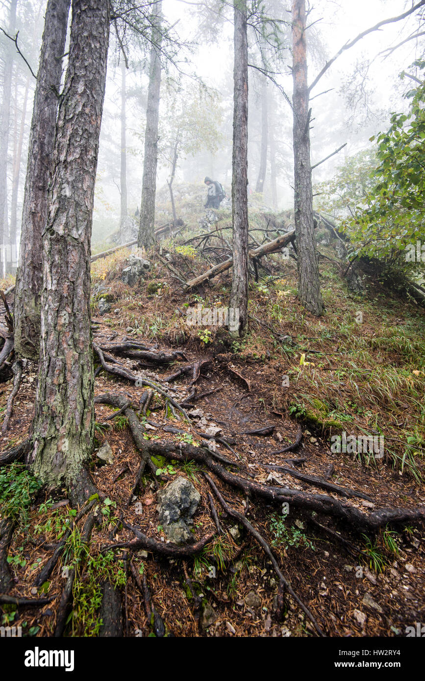 colorful autumn trees in heavy mist in wet forest after rain. scenic ...