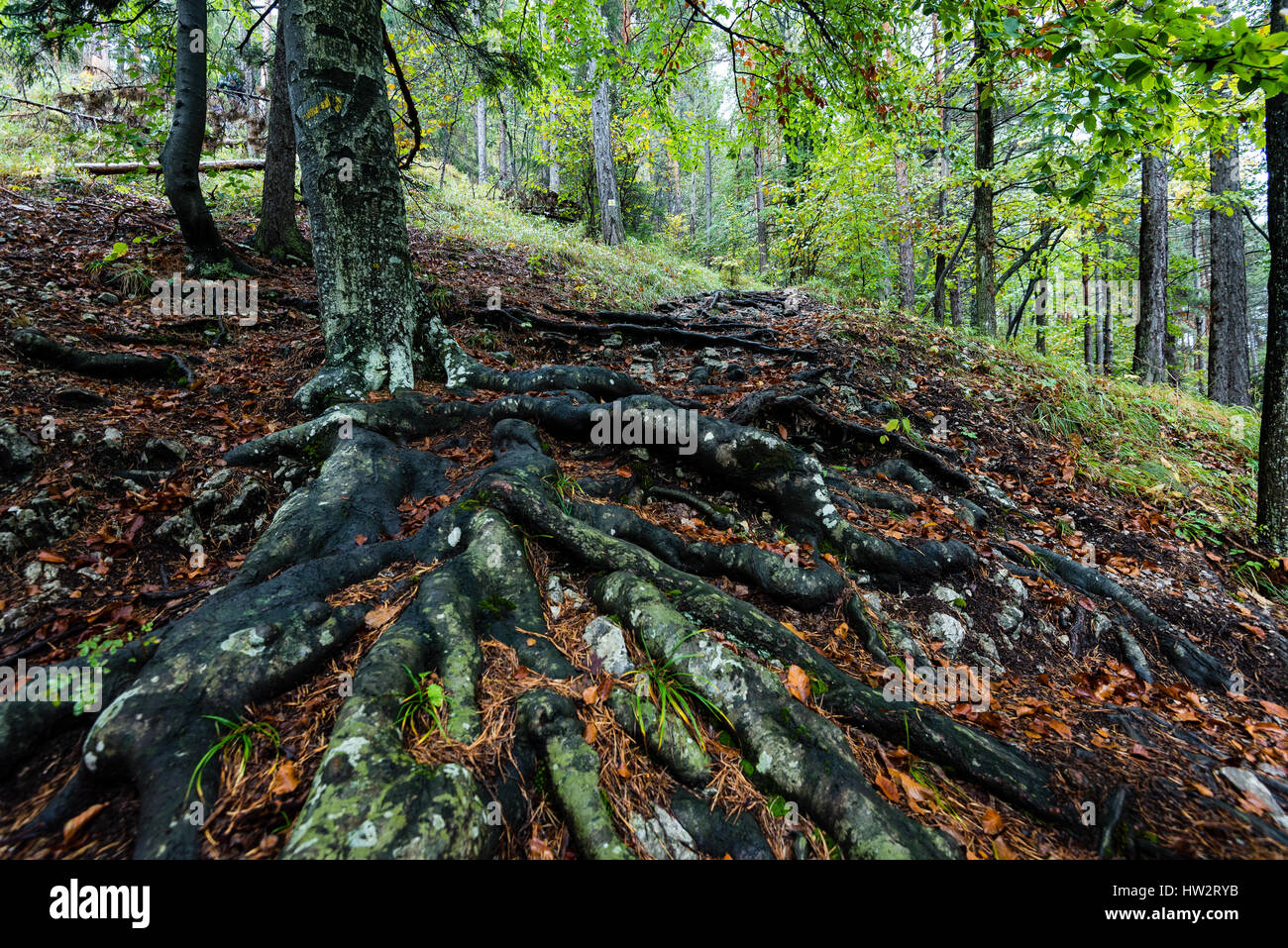 tree roots above ground with branches and leaves in autumn colors in ...
