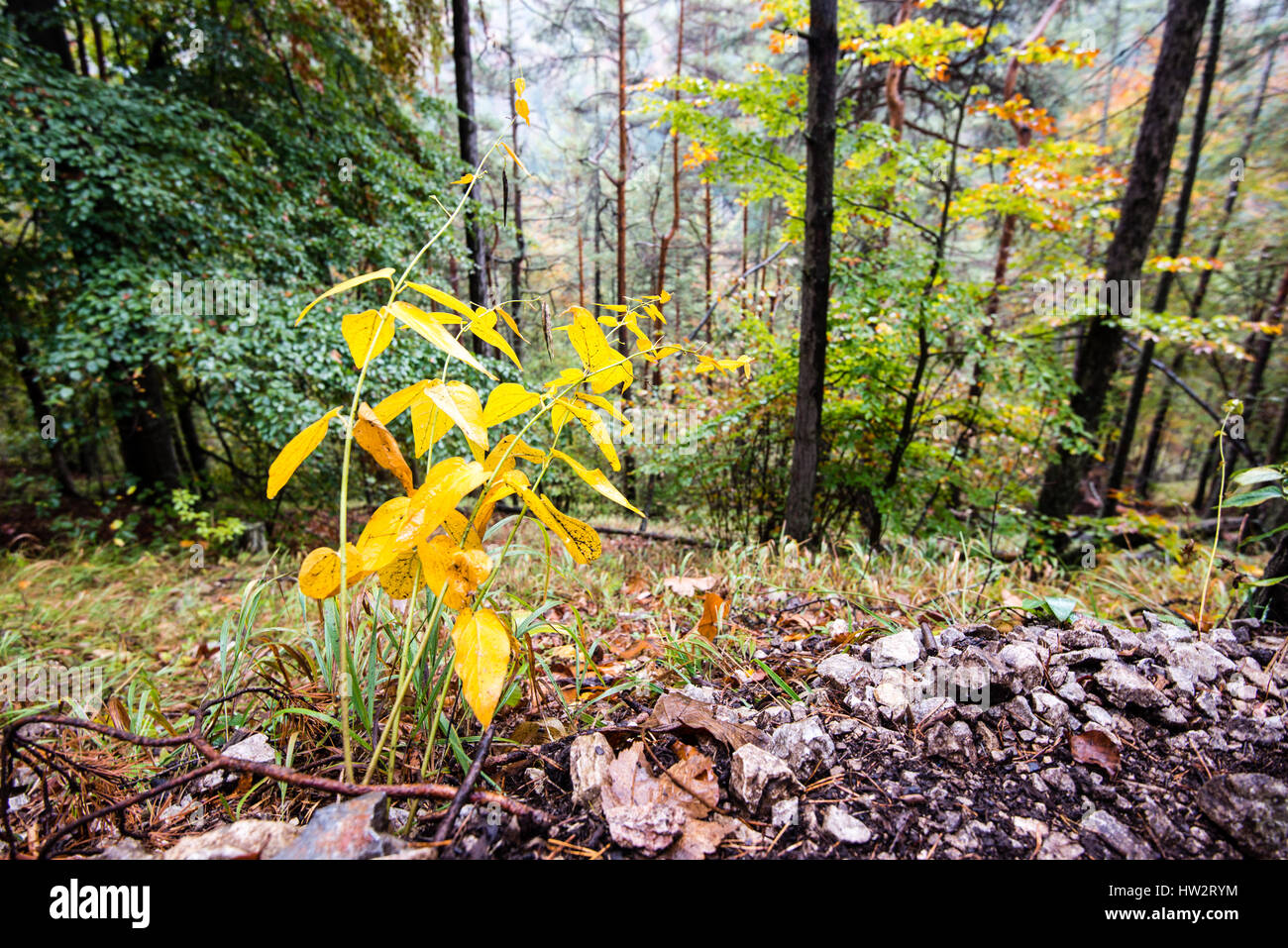 autumn colored forest trees in misty evening. fall scene in country ...