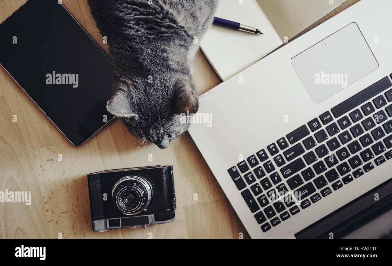 Concept cat hi-res stock photography and images - Alamy