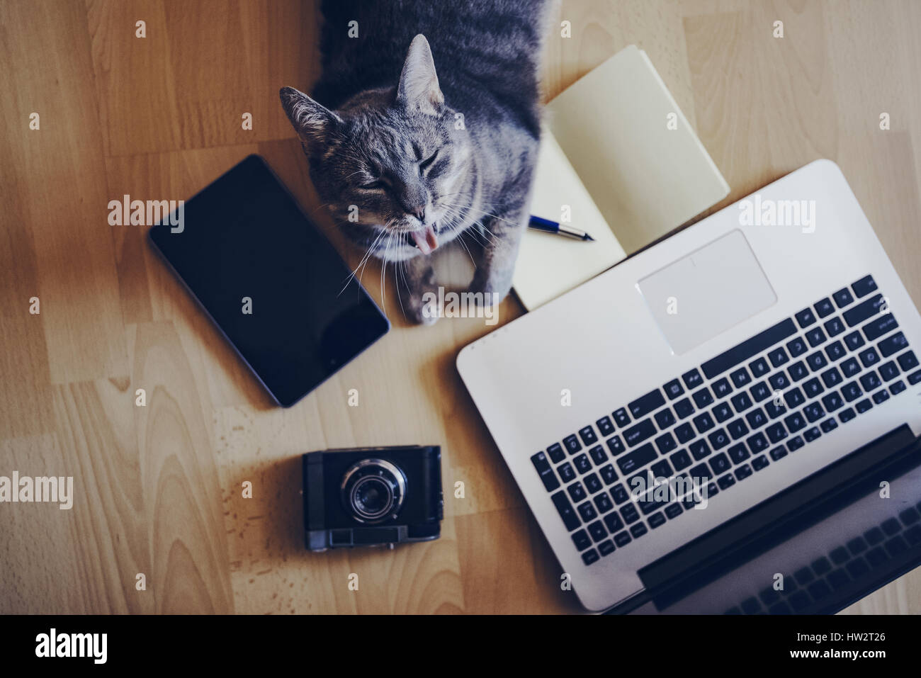 Working concept - cat near mobile devices on the floor Stock Photo - Alamy