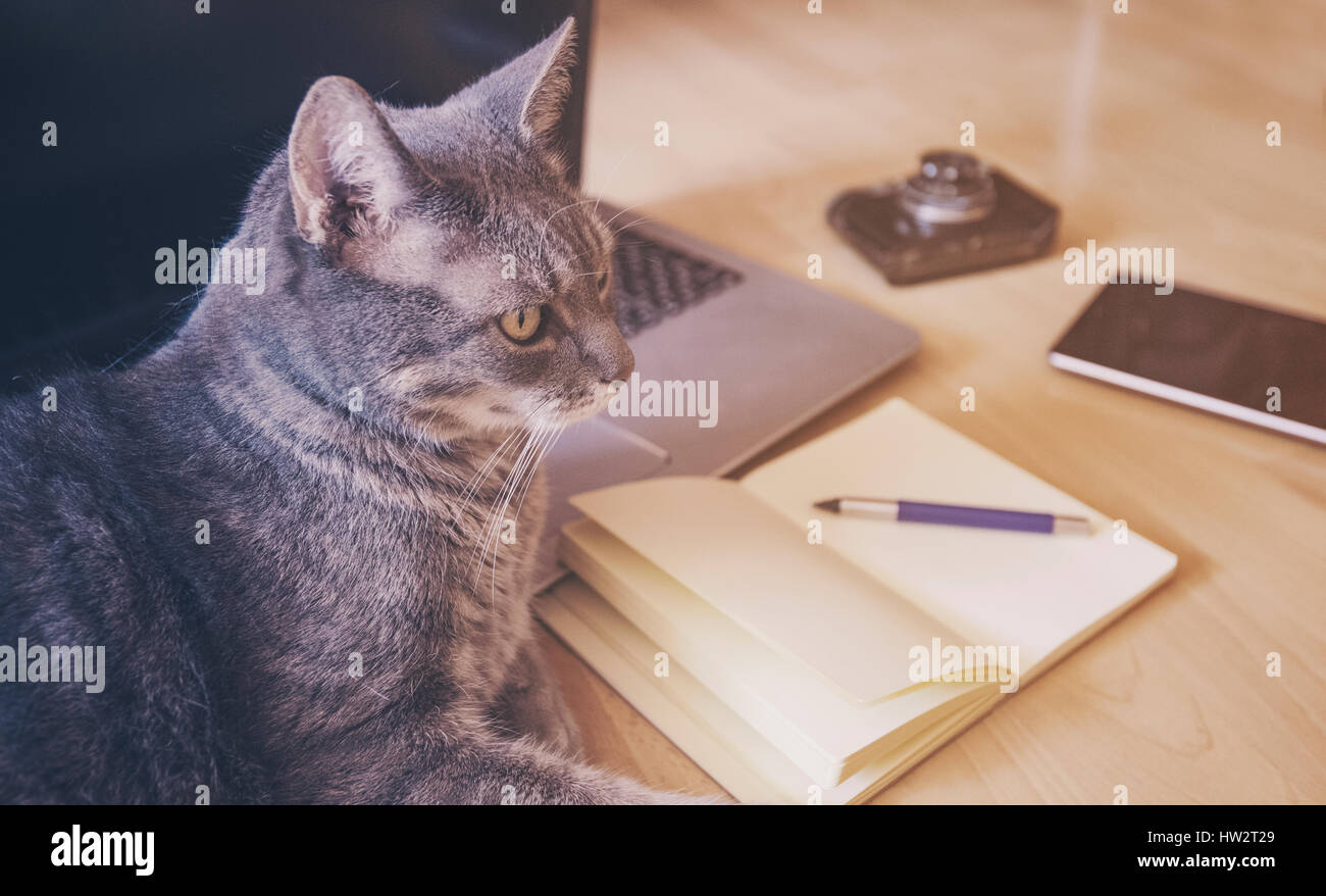 Working concept - cat near mobile devices on the floor Stock Photo - Alamy