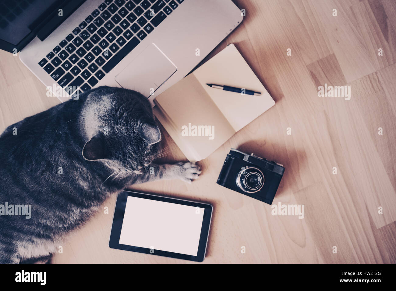 Cat playing with mobile phone hi-res stock photography and images - Alamy