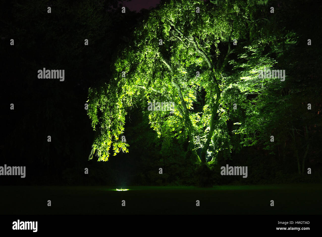 Weeping cherry tree in dramatic artificial moonlight Stock Photo - Alamy