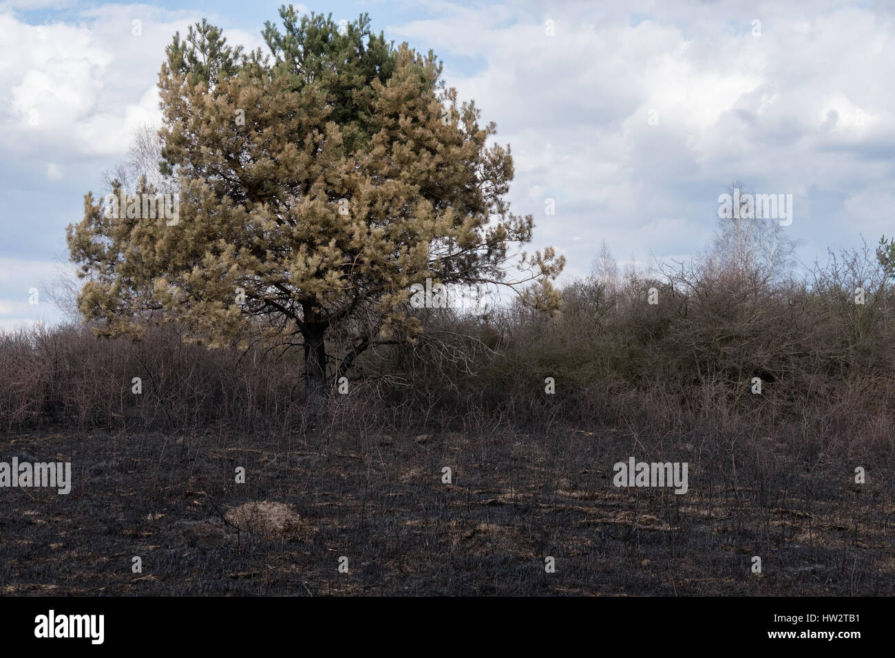 Landscape with burned soil Stock Photo - Alamy