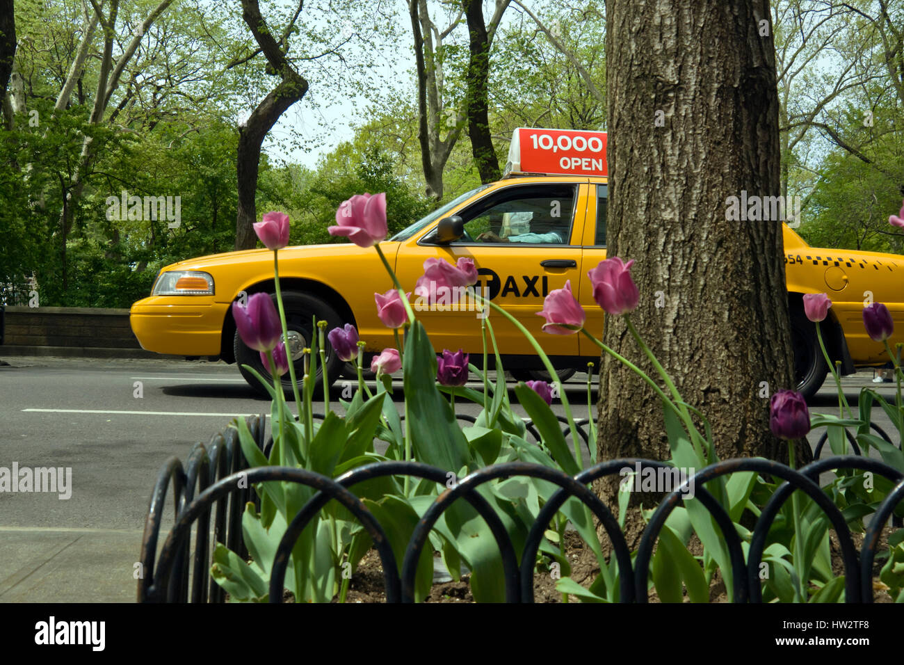 Purple taxi hi-res stock photography and images - Alamy
