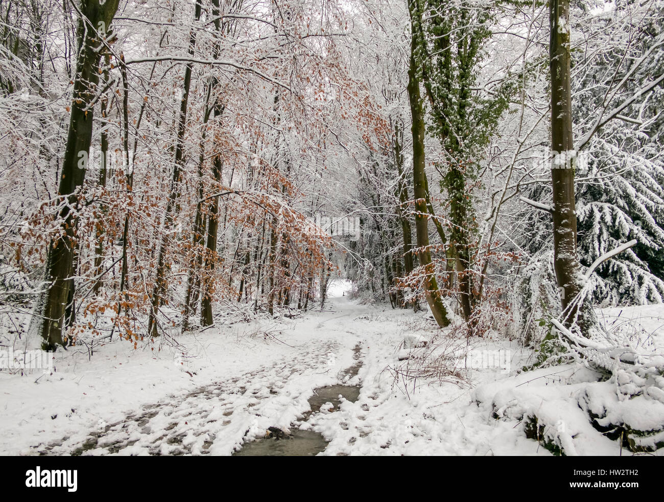 Forest after the first snow in Aachen, Germany Stock Photo - Alamy