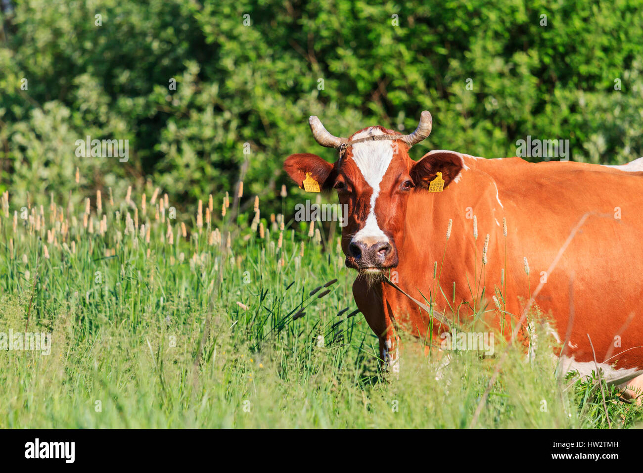 cute cow on natural pasture on a green grass,Farm, milk, subsistence ...