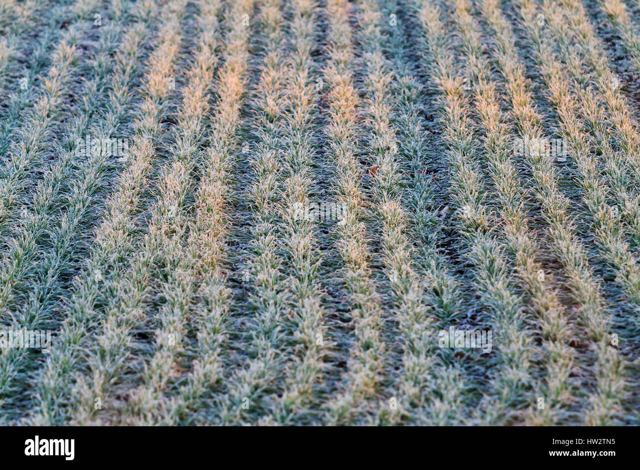 frost-resistant wheat variety,plants, spring frosts, ladders wheat ...