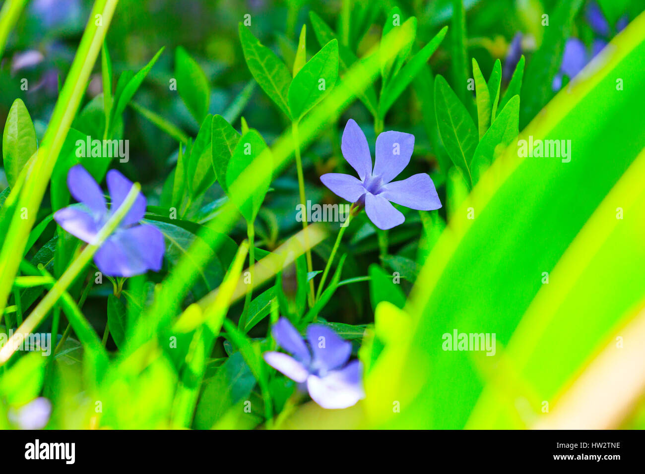 blue flowers in the green,wild flowers, a symbol of purity, spring ...