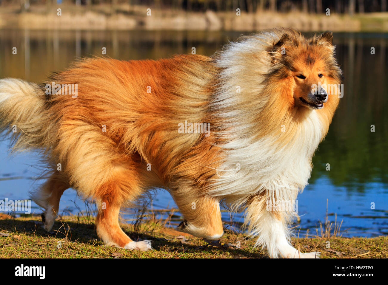 shaggy collie dog,pets, friend of man, good hair, good mood ...