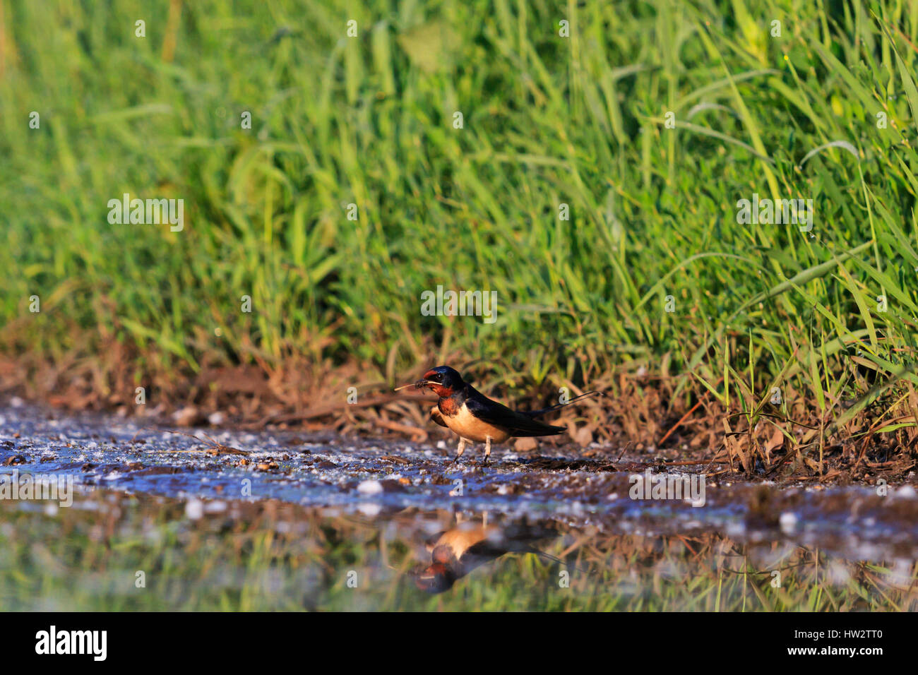 Swallow gathers material for building nests,spring bird with a red head ...