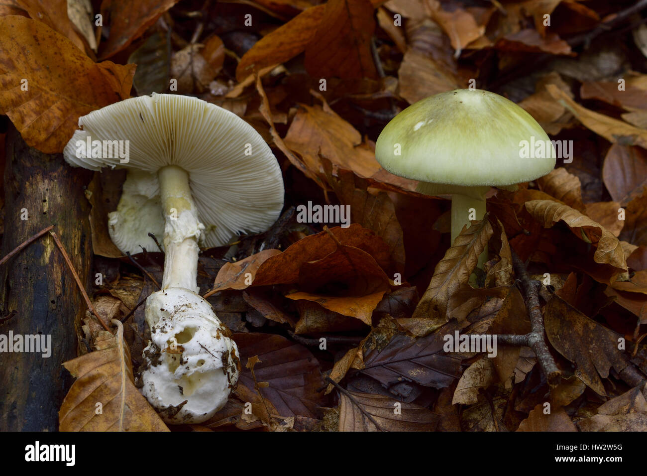 Death cap mushroom hi-res stock photography and images - Alamy