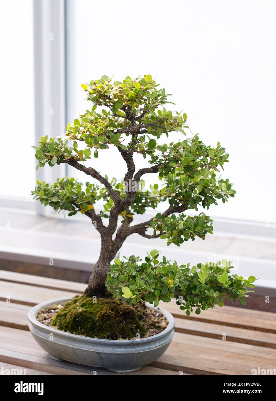 A little leaf boxwood bonsai, on display at the Como Conservatory in St ...